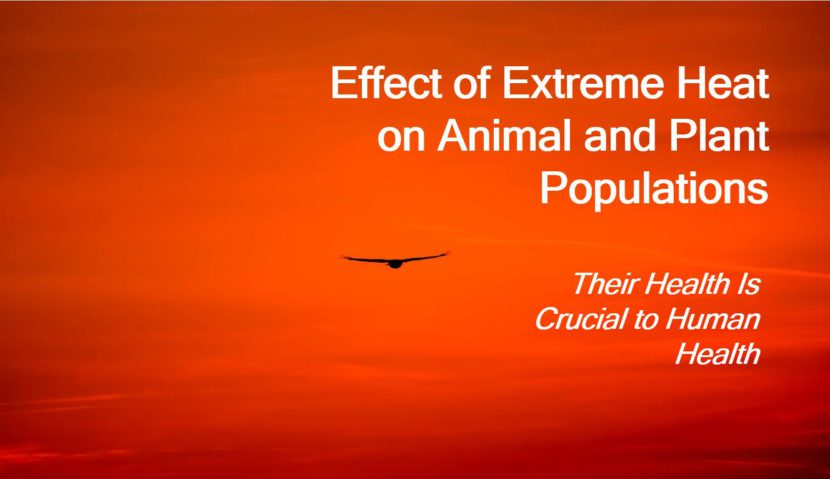 Effect of Extreme Heat on Animal and Plant Populations – WiRED ...